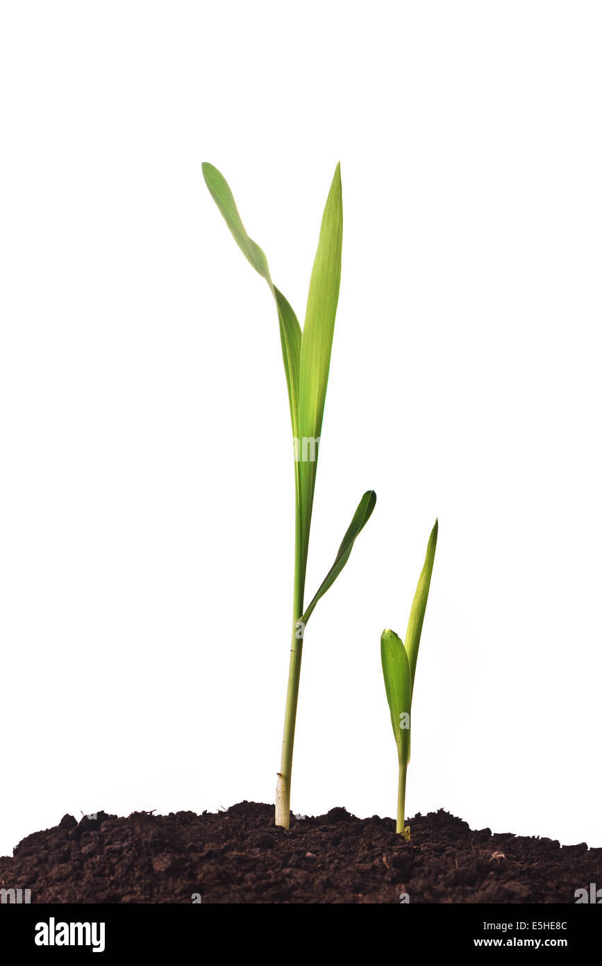 Young corn plant sprout growing from the ground. Agricultural ...