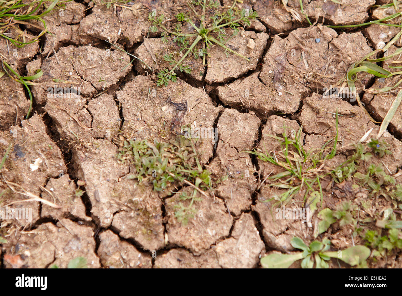 Cracks in the ground caused by drought Stock Photo - Alamy
