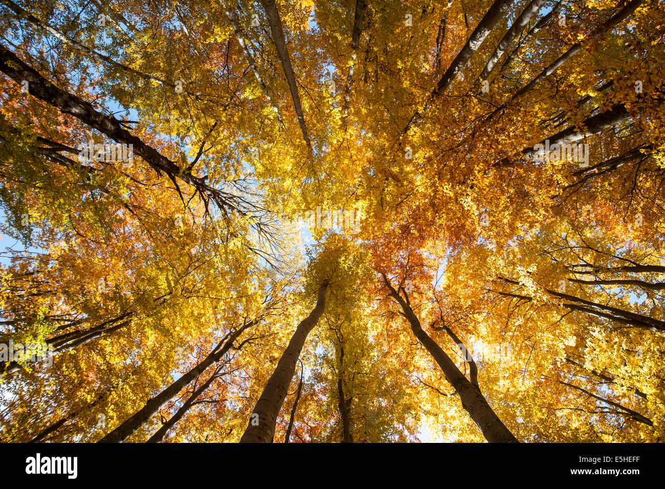 Beech Maple Forest High Resolution Stock Photography and Images - Alamy