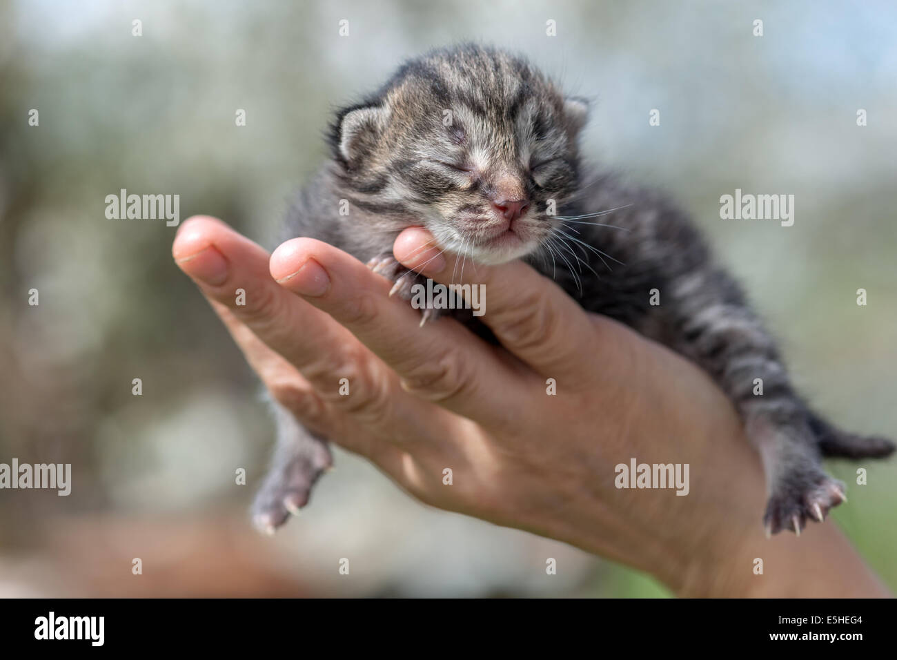 Hand up kitten hi-res stock photography and images - Alamy
