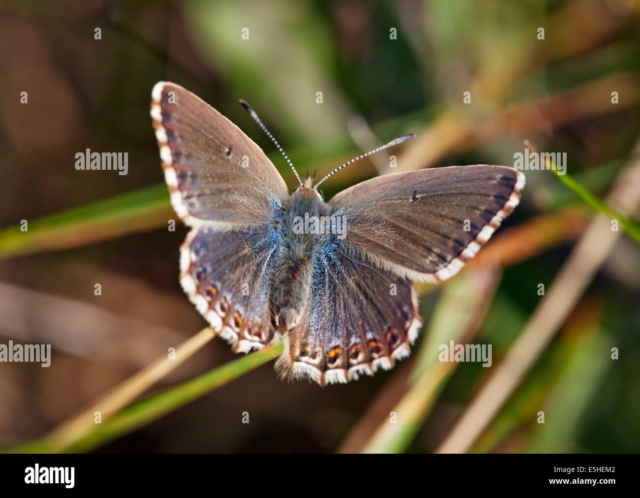 Chalkhill Blue butterfly (female). Denbies Hillside, Ranmore Common ...