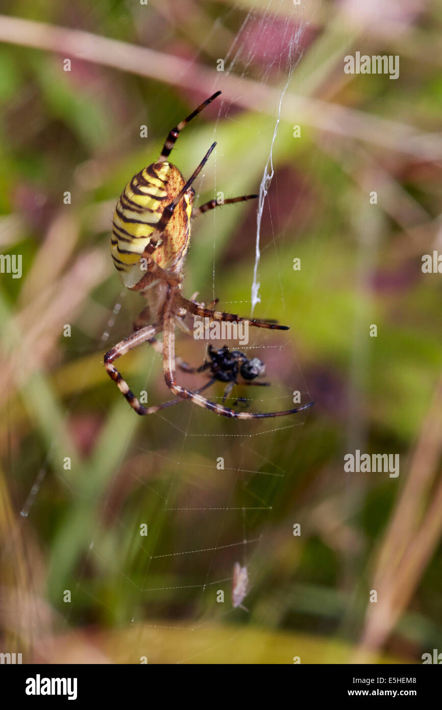 Tiger Spider with a catch in its web. Denbies Hillside, Ranmore Common ...