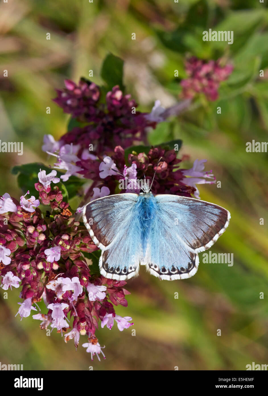 Chalkhill Blue butterfly feeding on Wild Marjoram. Denbies Hillside ...