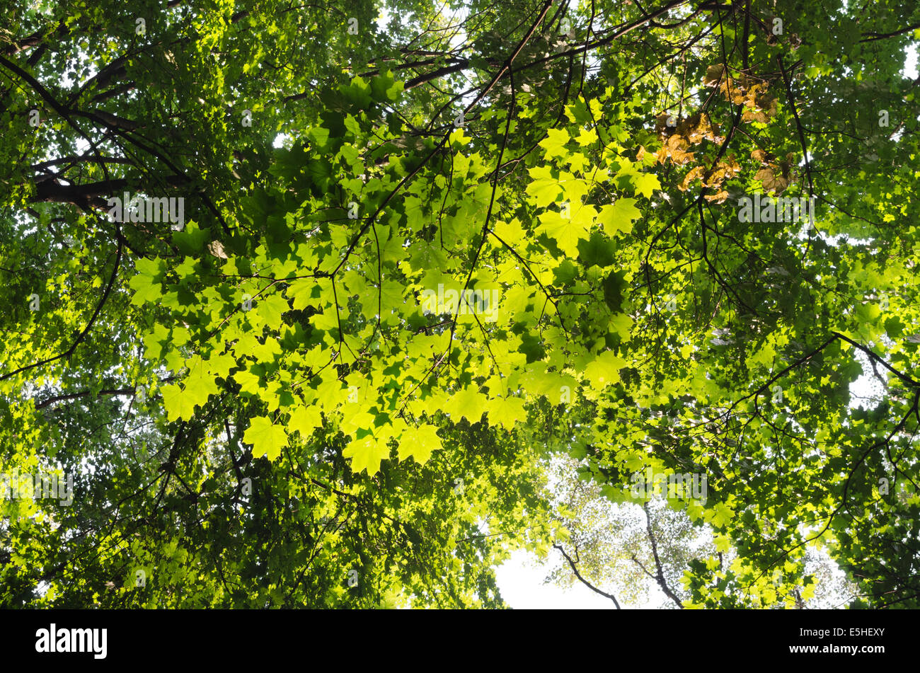 Back lit tree branches hi-res stock photography and images - Alamy