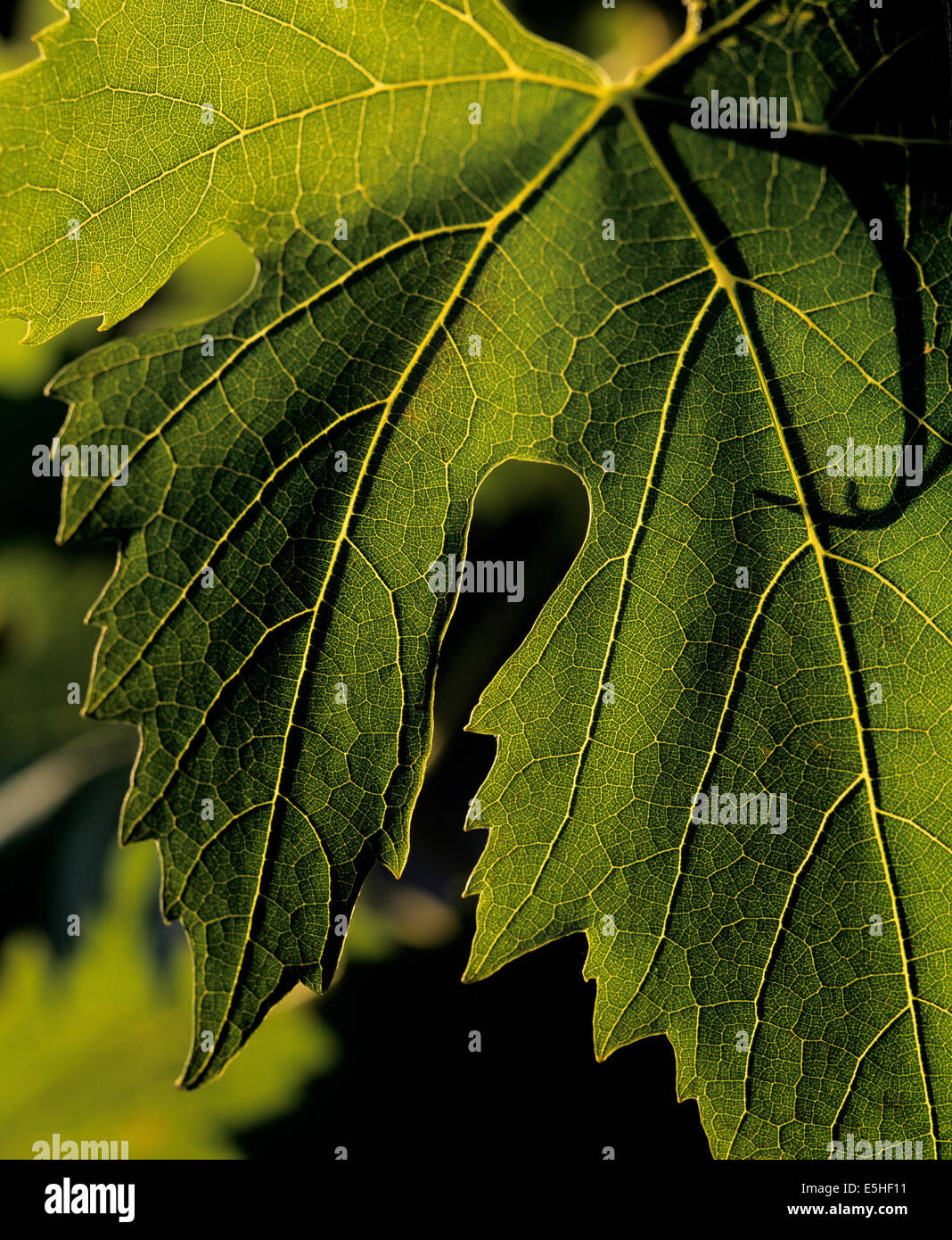 Grapefield hi-res stock photography and images - Alamy