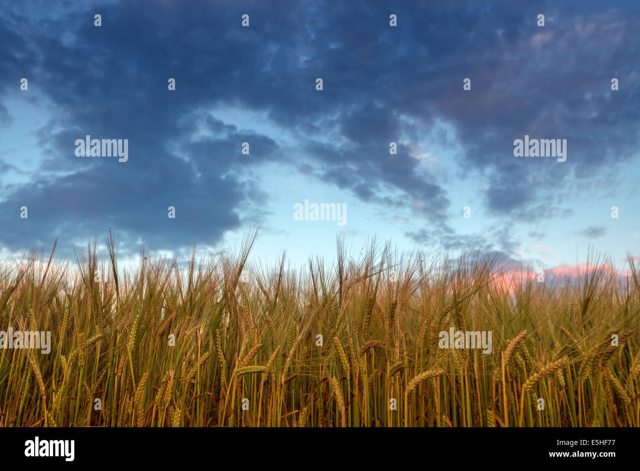 wheat field and blue sky Stock Photo - Alamy