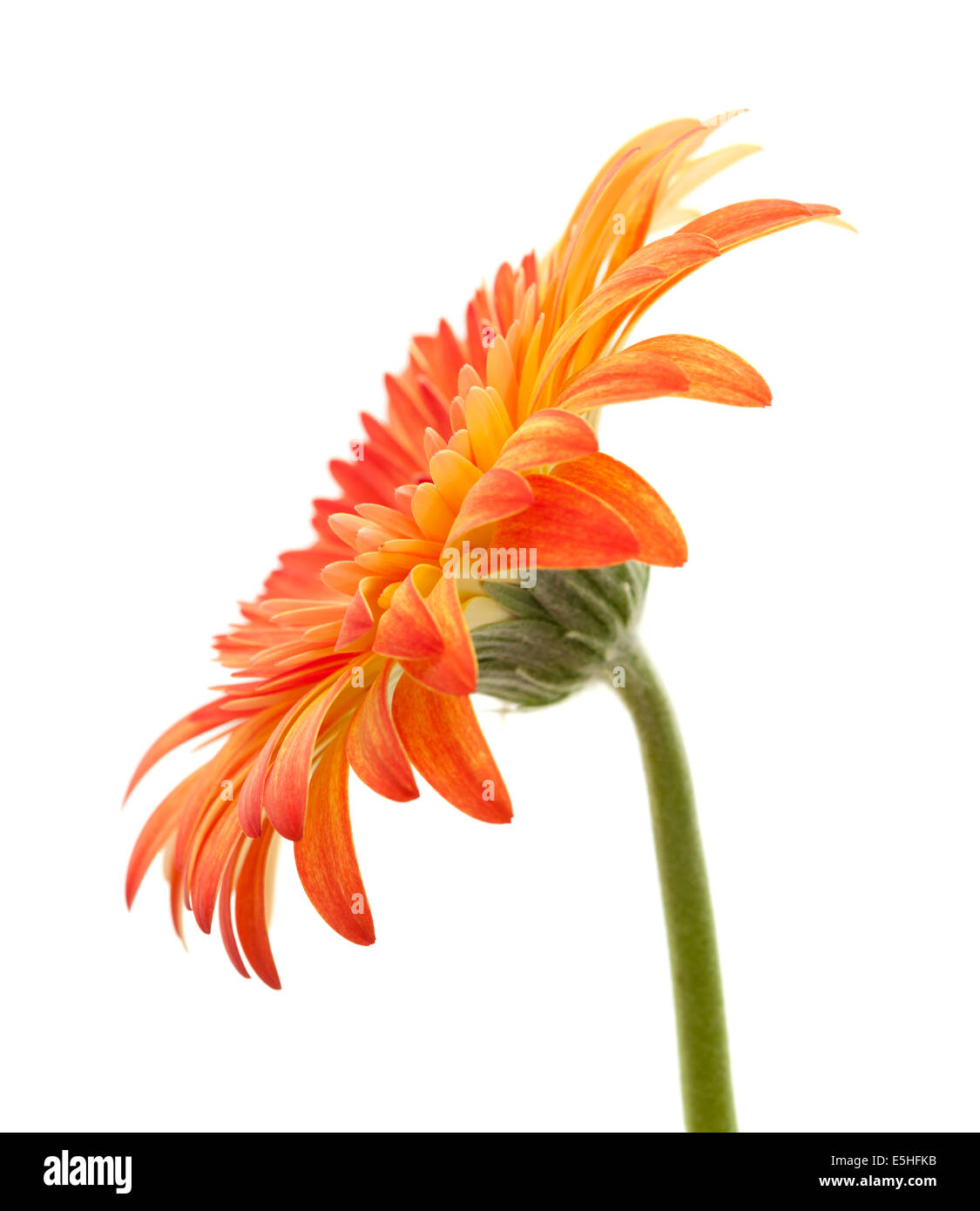 Orange Gerber isolated on white Stock Photo - Alamy