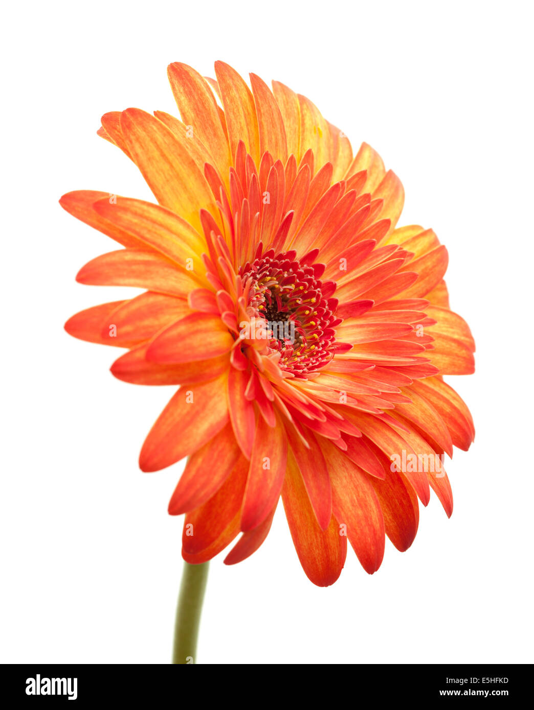 Orange Gerber isolated on white Stock Photo - Alamy