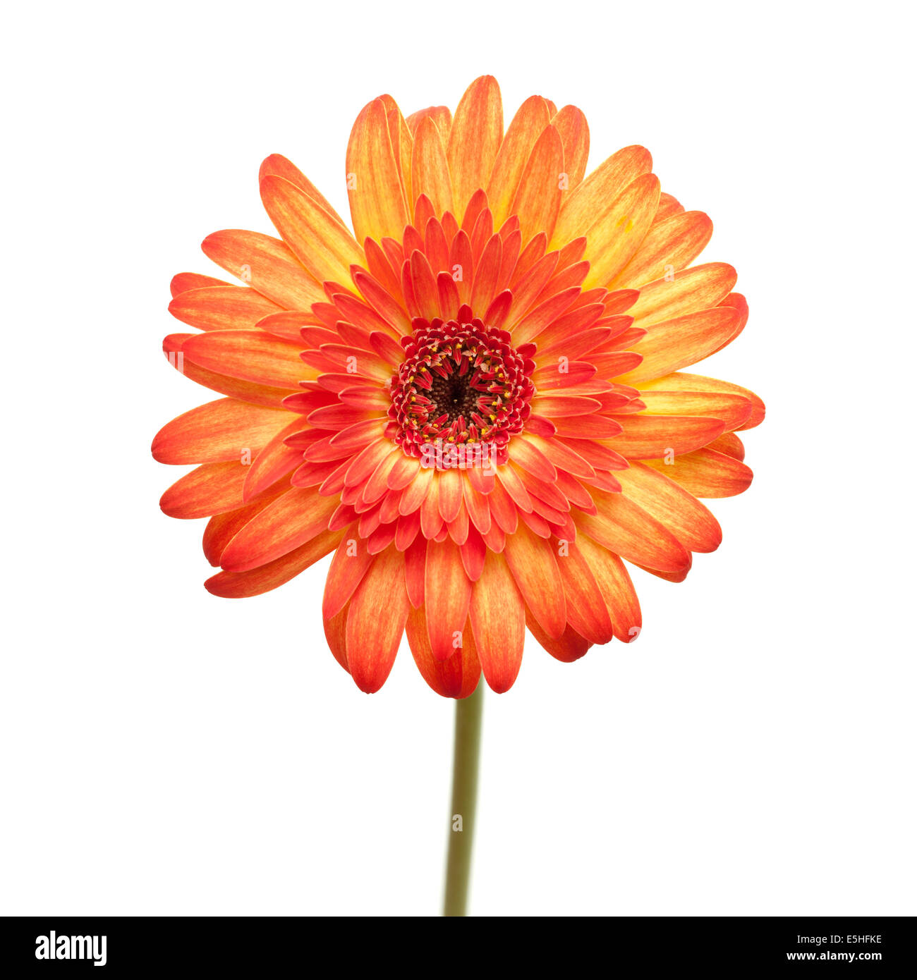 Orange Gerber isolated on white Stock Photo - Alamy
