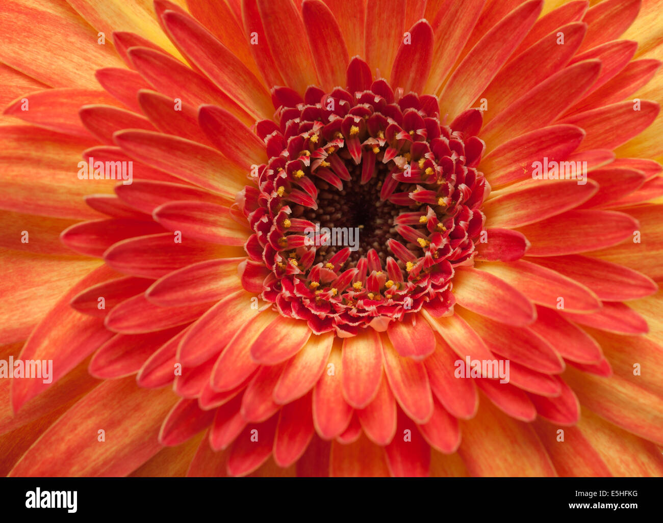 Orange Gerbera center natural background Stock Photo - Alamy