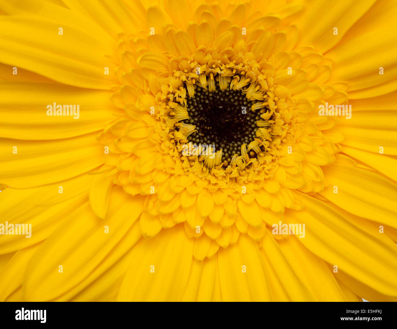 yellow Gerbera center natural background Stock Photo - Alamy