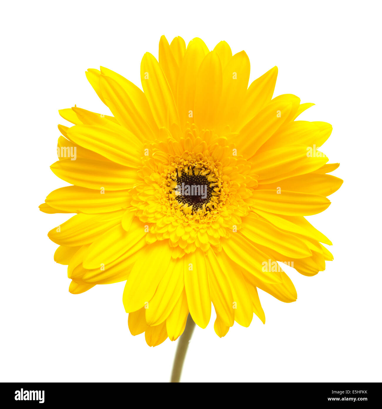 yellow Gerbera isolated on white Stock Photo - Alamy