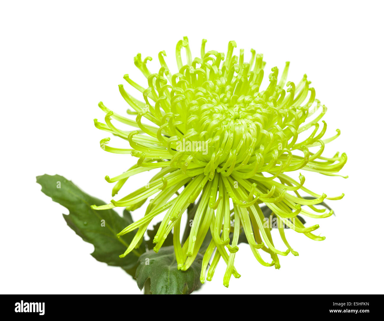 green chrysanthemum isolated on white Stock Photo - Alamy