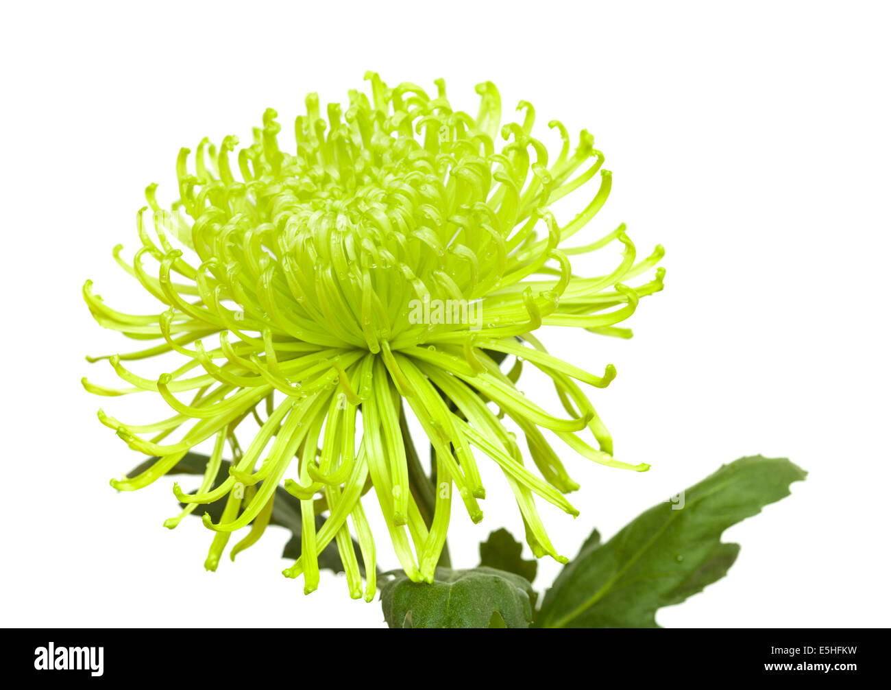 green chrysanthemum isolated on white Stock Photo - Alamy