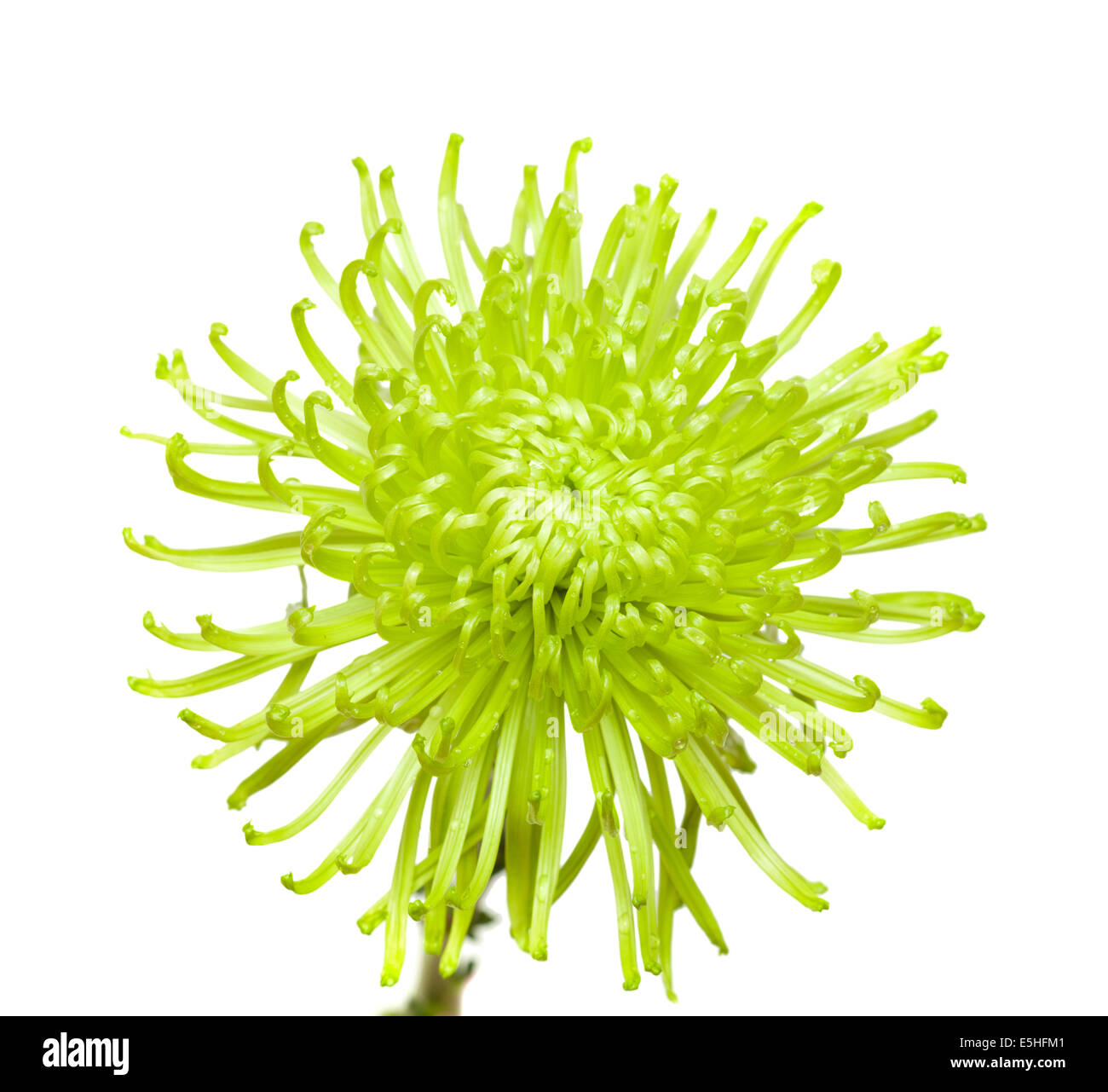 green chrysanthemum isolated on white Stock Photo - Alamy