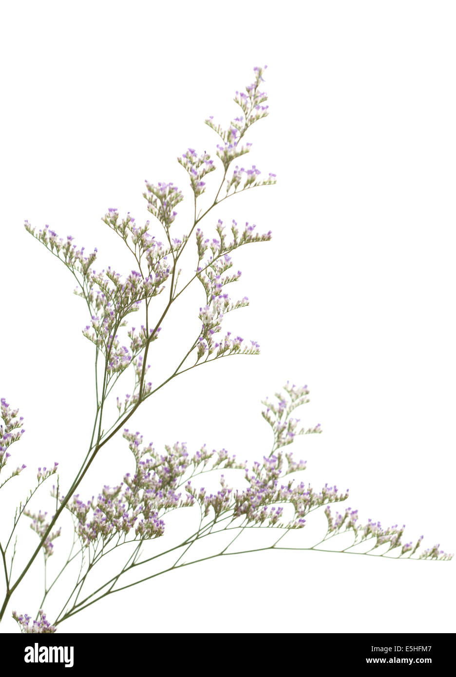 Lavender branches flowers on Cut Out Stock Images & Pictures - Alamy