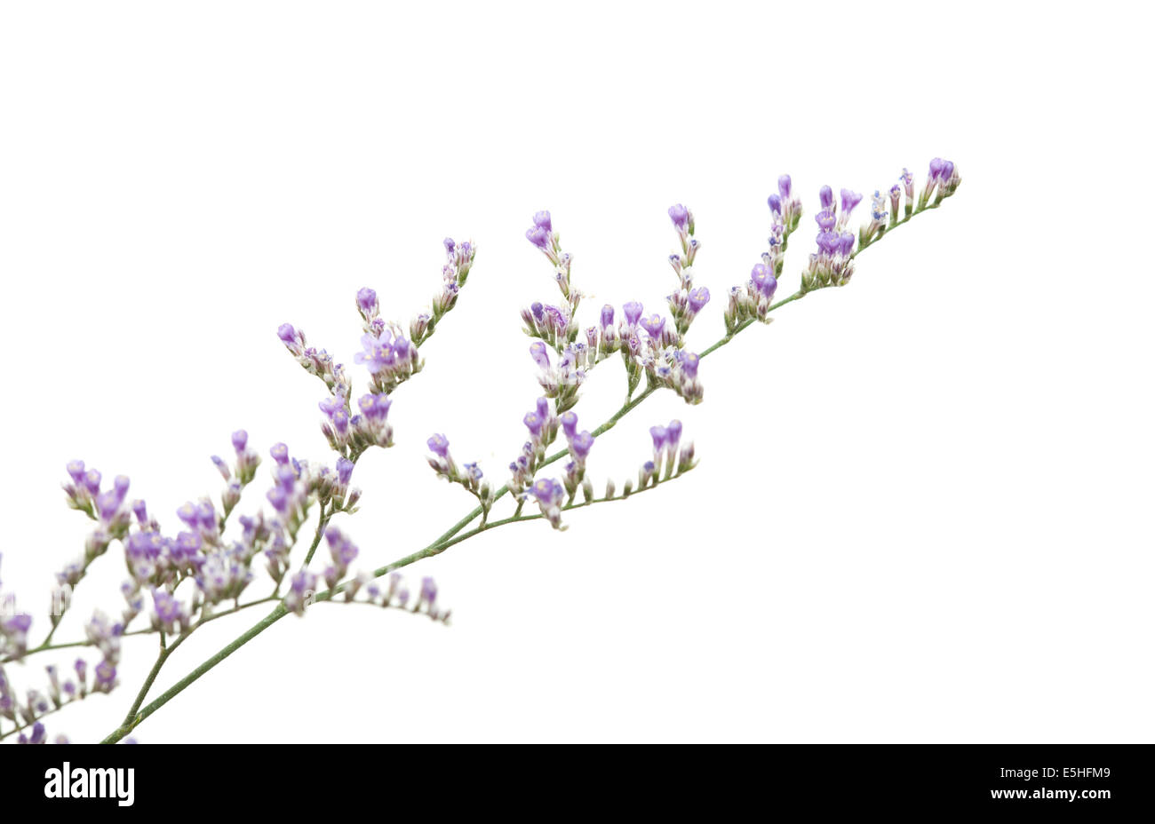 Limonium Flower