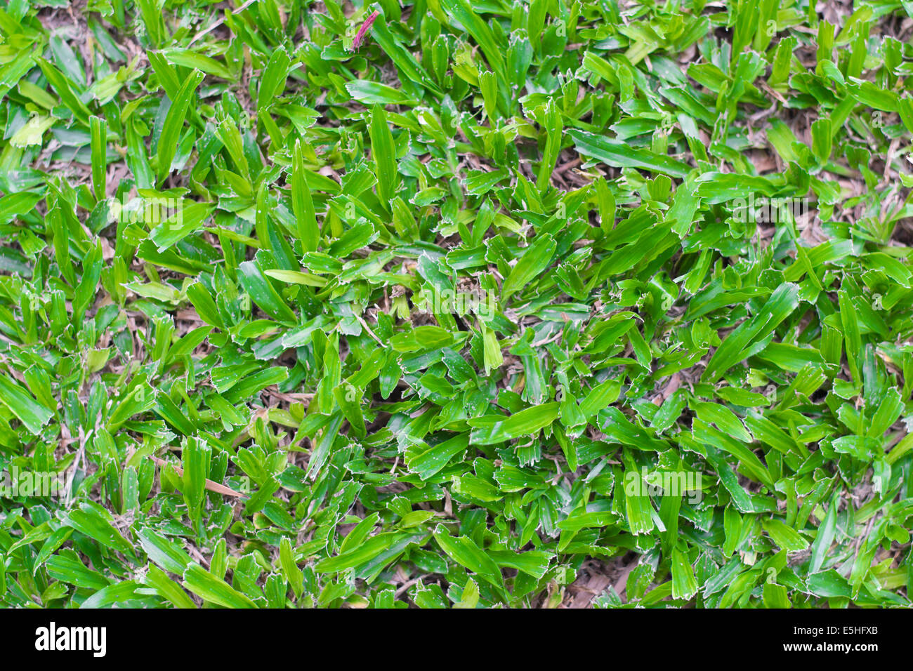 Environment grass hi-res stock photography and images - Alamy