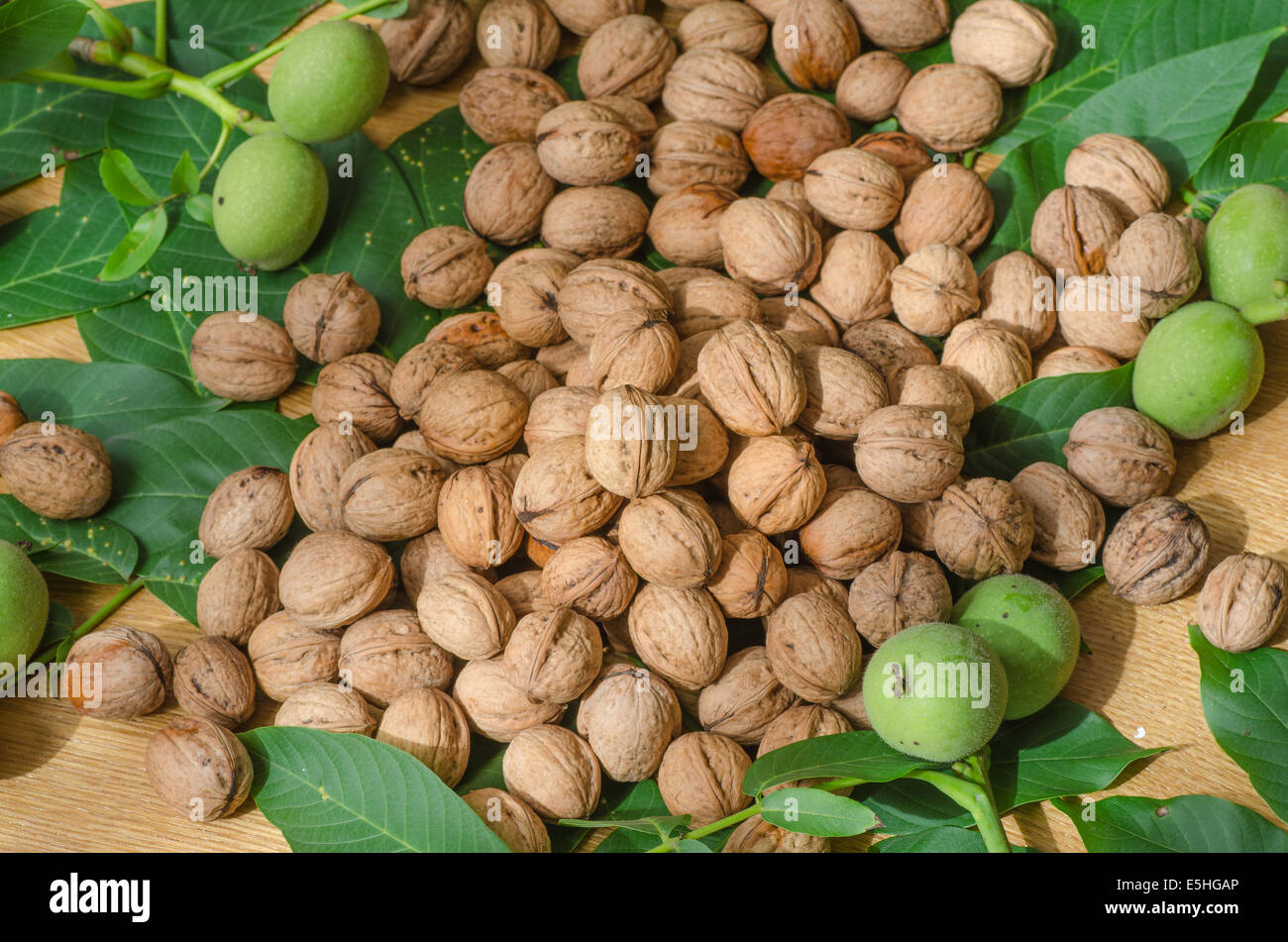 ripe and unripe green walnuts Stock Photo - Alamy