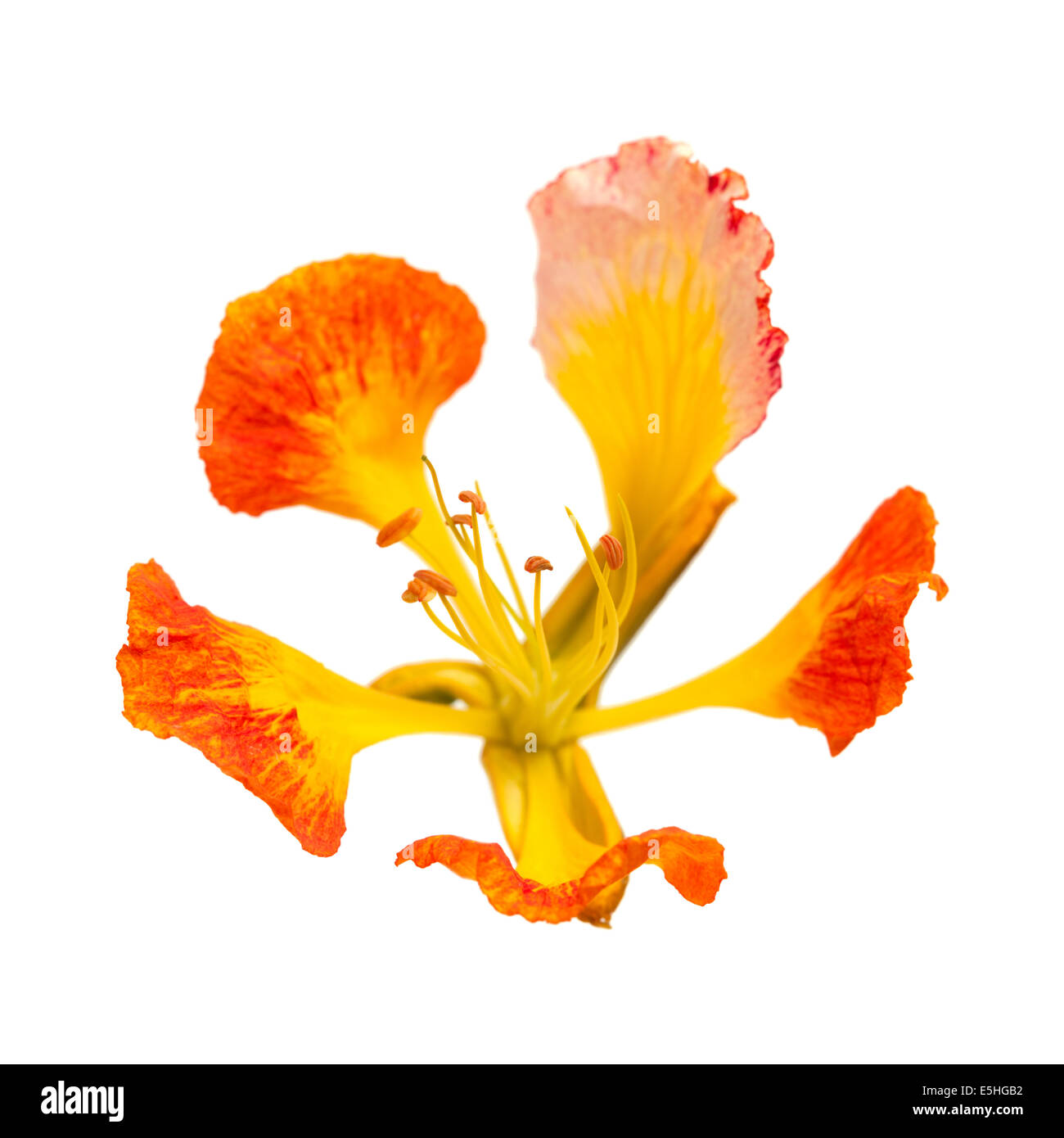 orange variety of delonix regia, famboyant tree, isolated Stock Photo ...