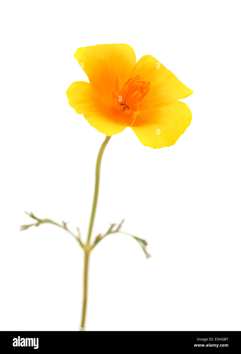 Californian poppy isolated on white Stock Photo - Alamy
