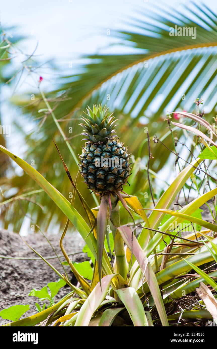 View of Pineapple on the plant in the wild Stock Photo - Alamy