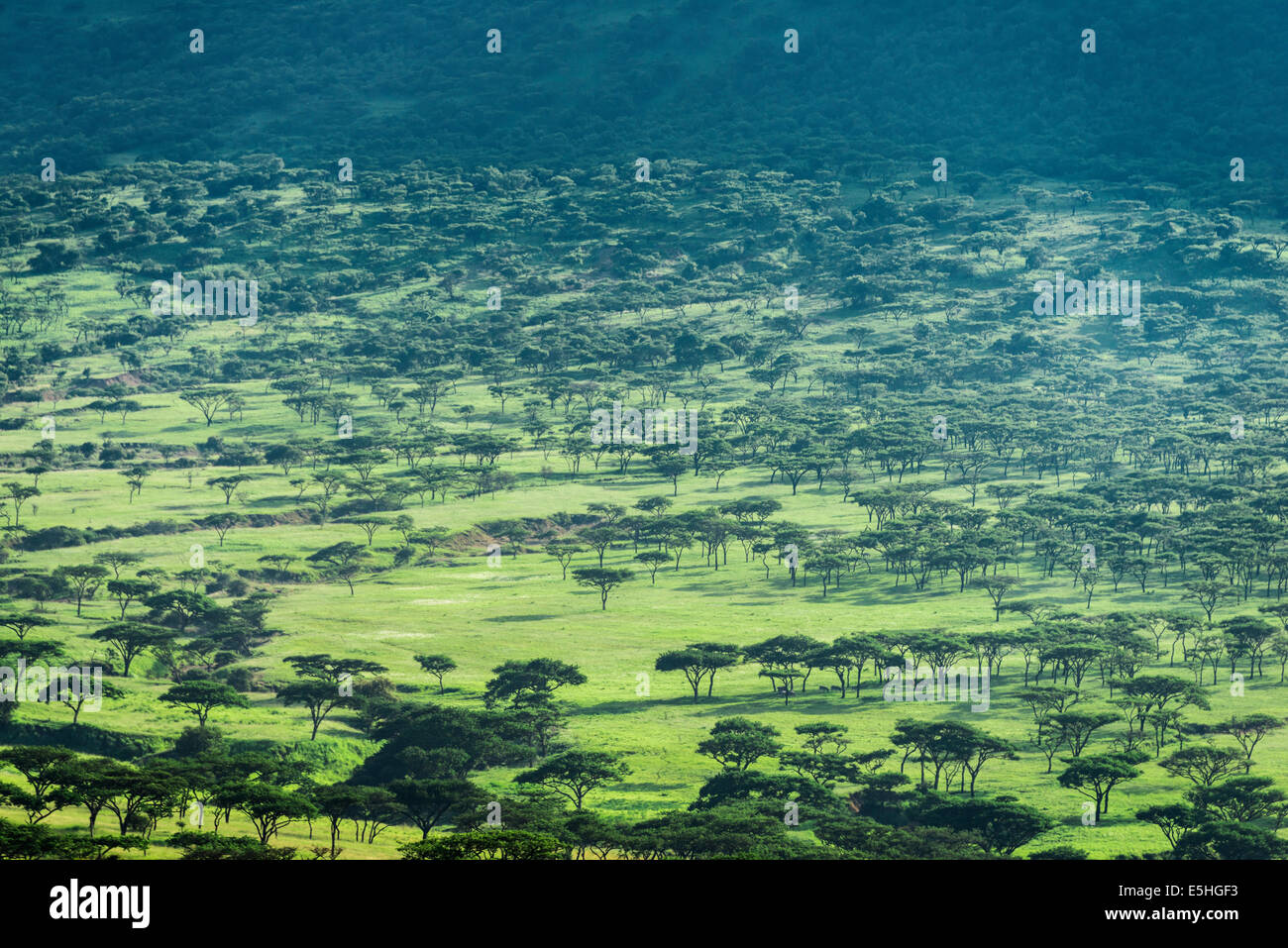 African savanna trees hi-res stock photography and images - Alamy