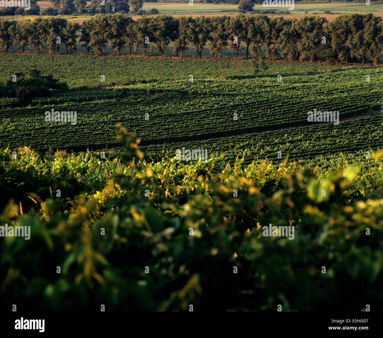 Grapefield hi-res stock photography and images - Alamy