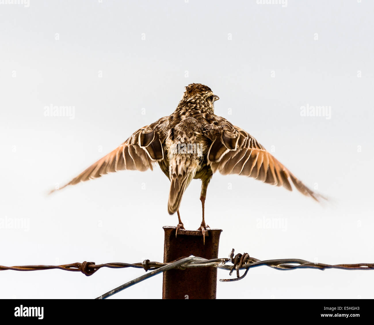 Barbed wire south africa hi-res stock photography and images - Alamy