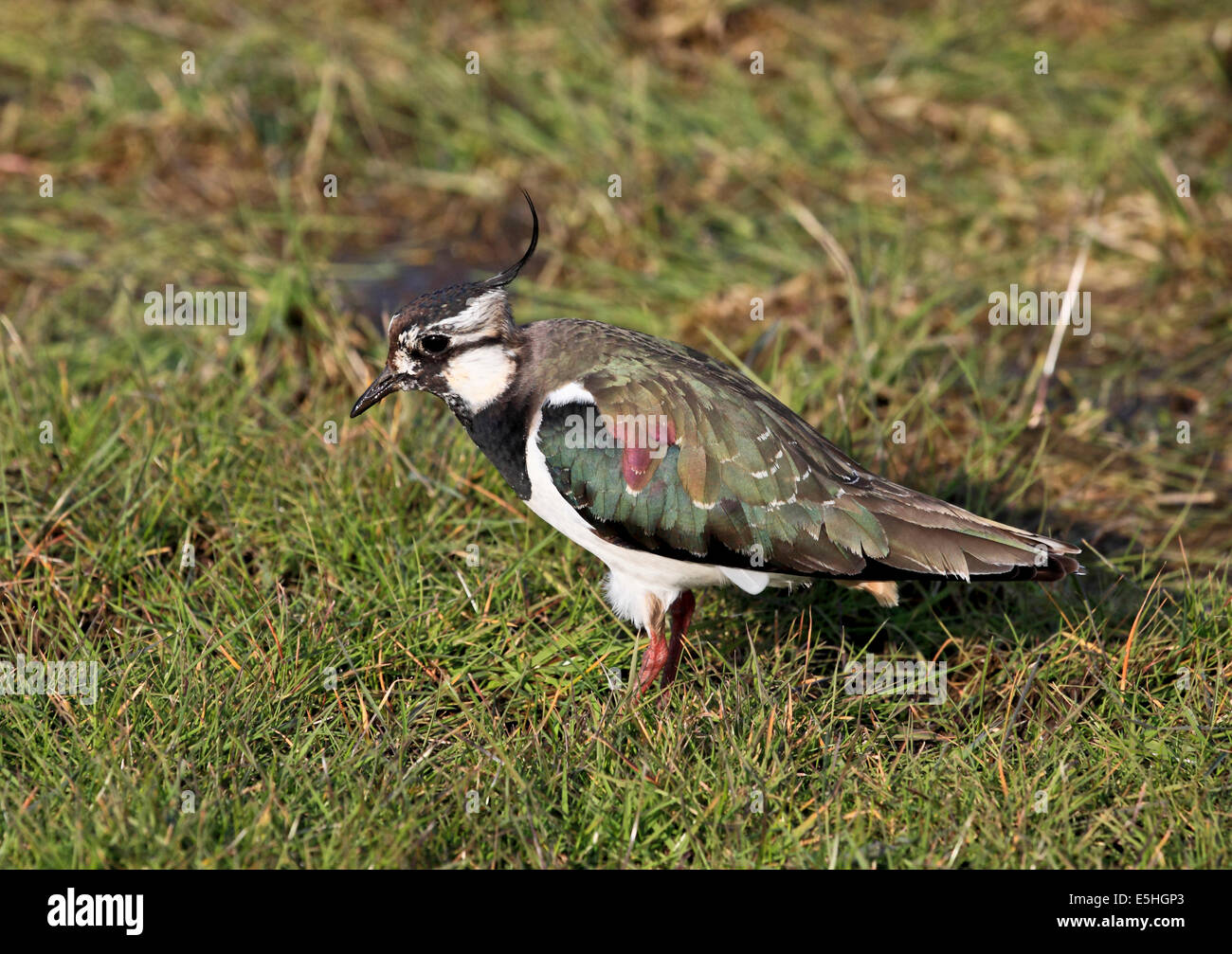 Lapwing Vanellus Feathers High Resolution Stock Photography and Images ...
