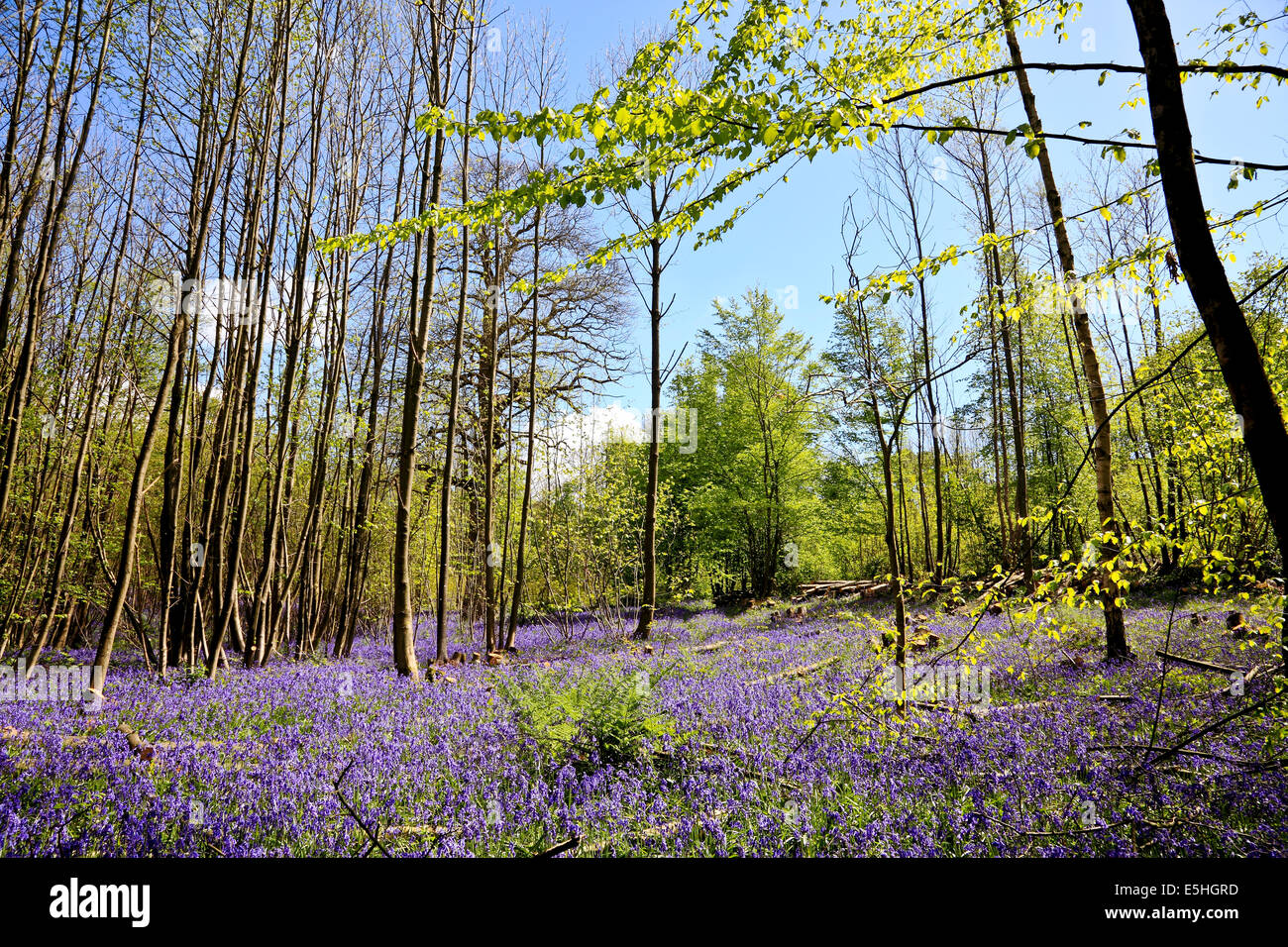 Conyers hi-res stock photography and images - Alamy