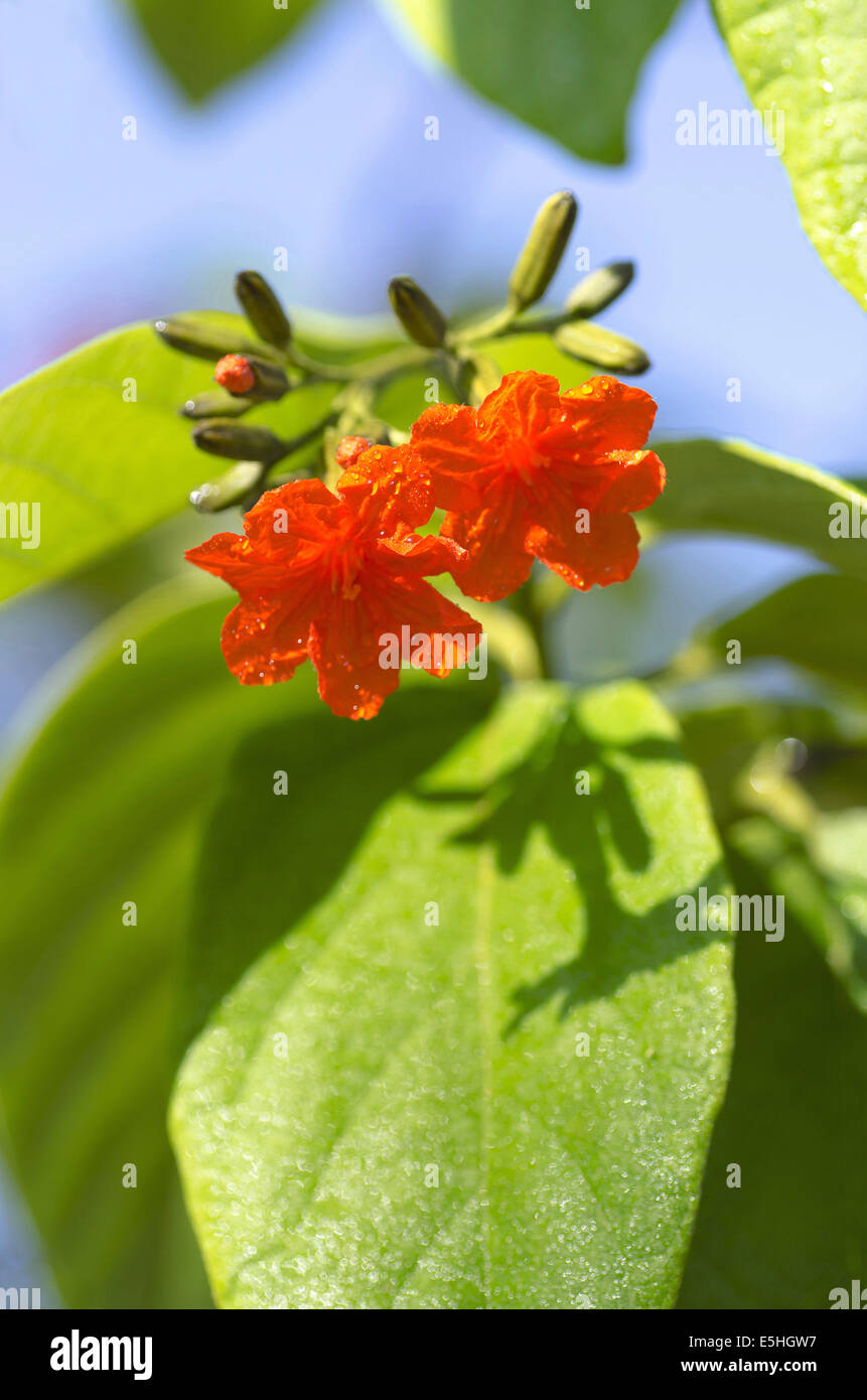 India orange flowers hi-res stock photography and images - Alamy