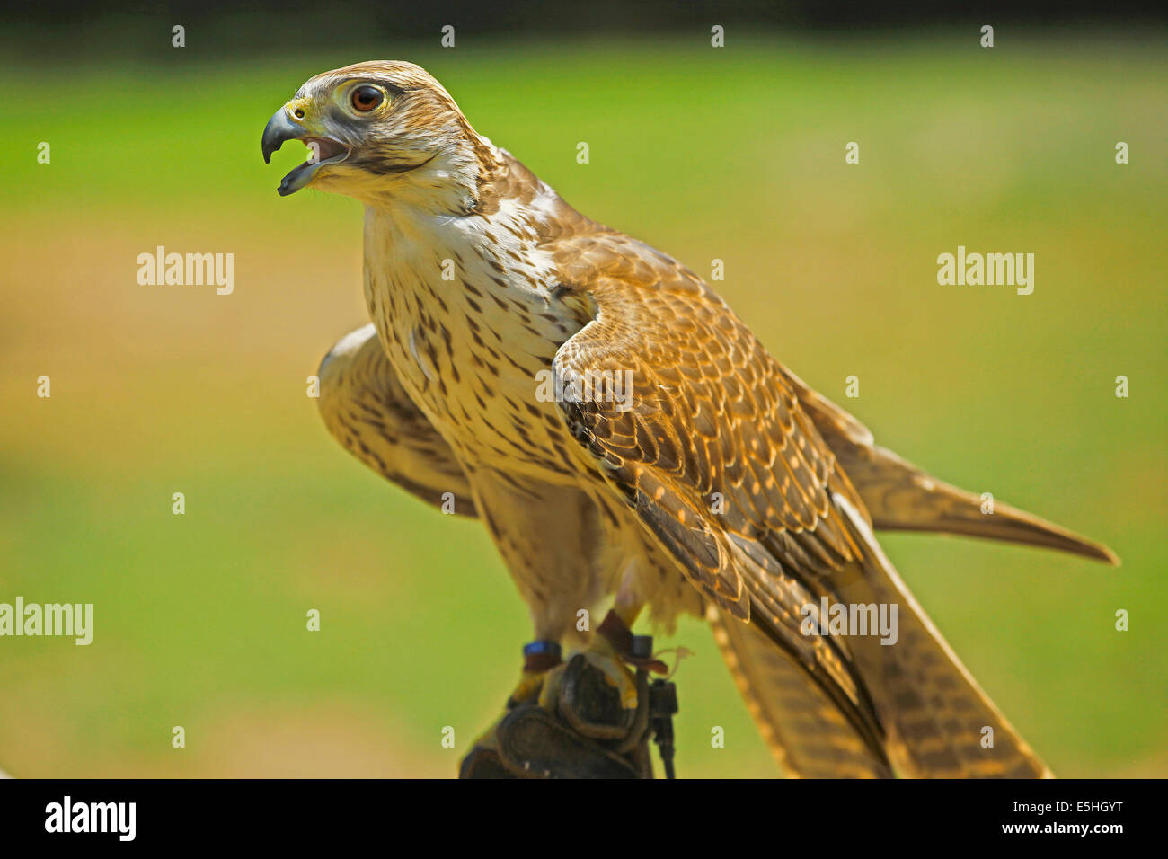 Lanner Falcon (Falco biarmicus) in falconry Stock Photo - Alamy