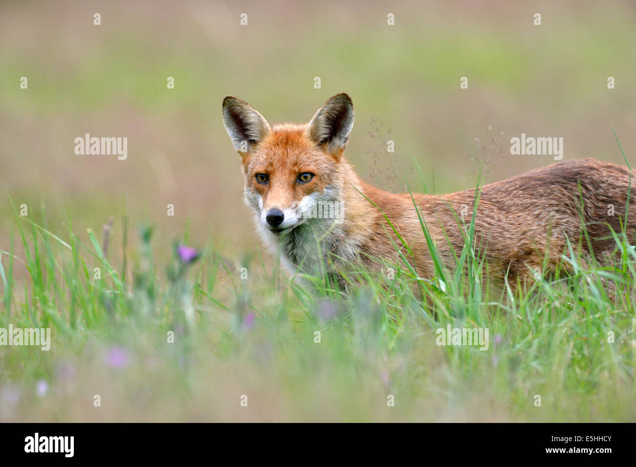 Fox looking up hi-res stock photography and images - Alamy