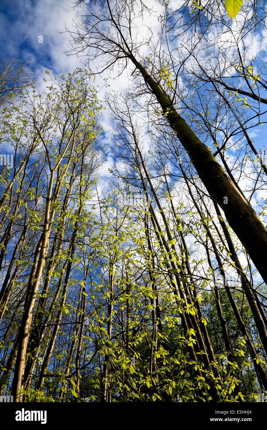 Sweet chestnut trees hi-res stock photography and images - Alamy