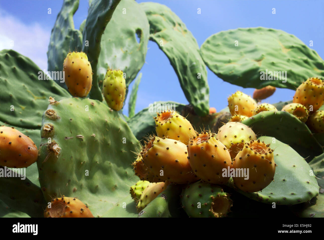 paddle cactus in Corfu island, Greece Stock Photo - Alamy