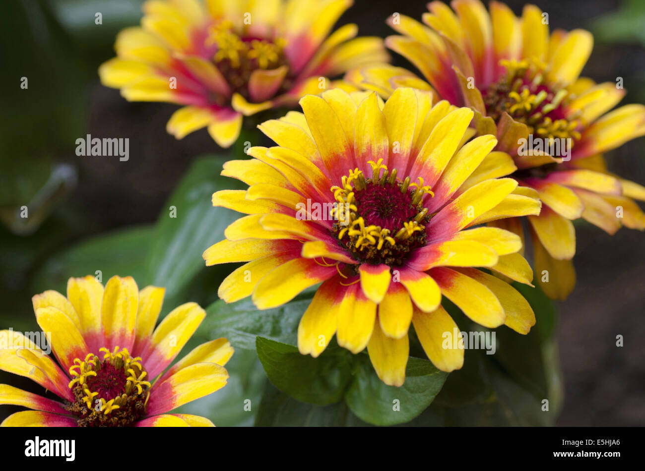 India Dahlia Flower High Resolution Stock Photography and Images - Alamy
