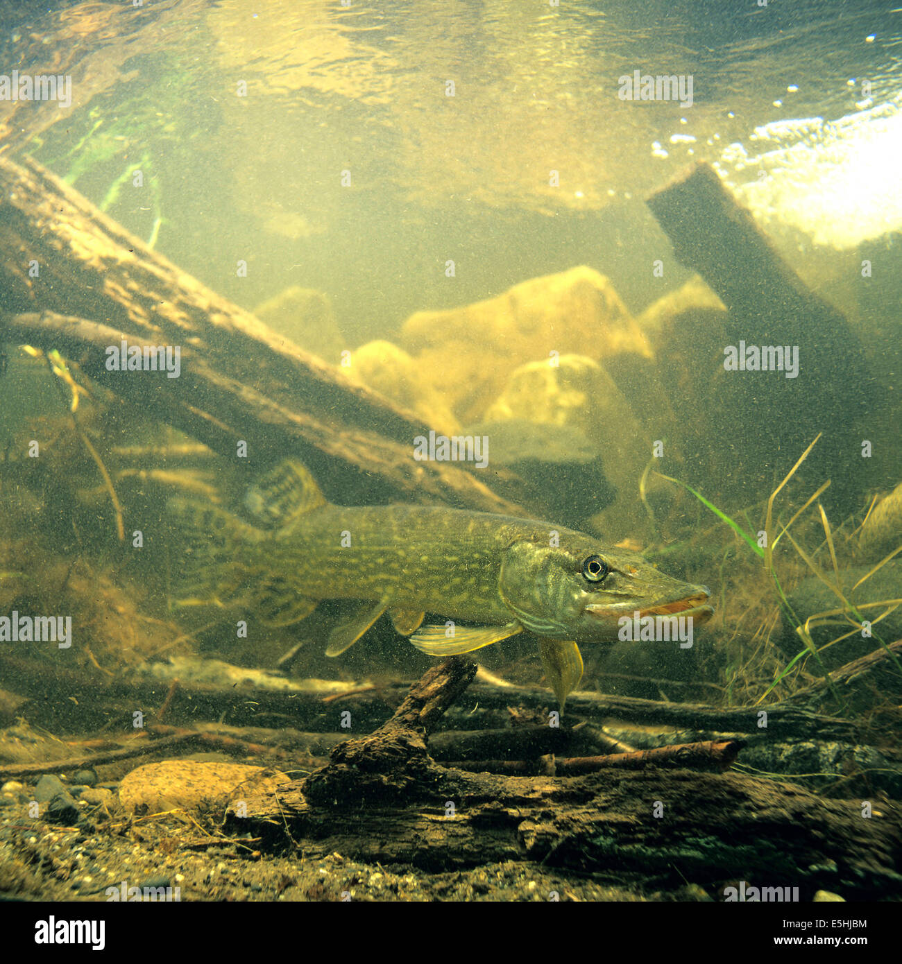 Northern pike hi-res stock photography and images - Alamy