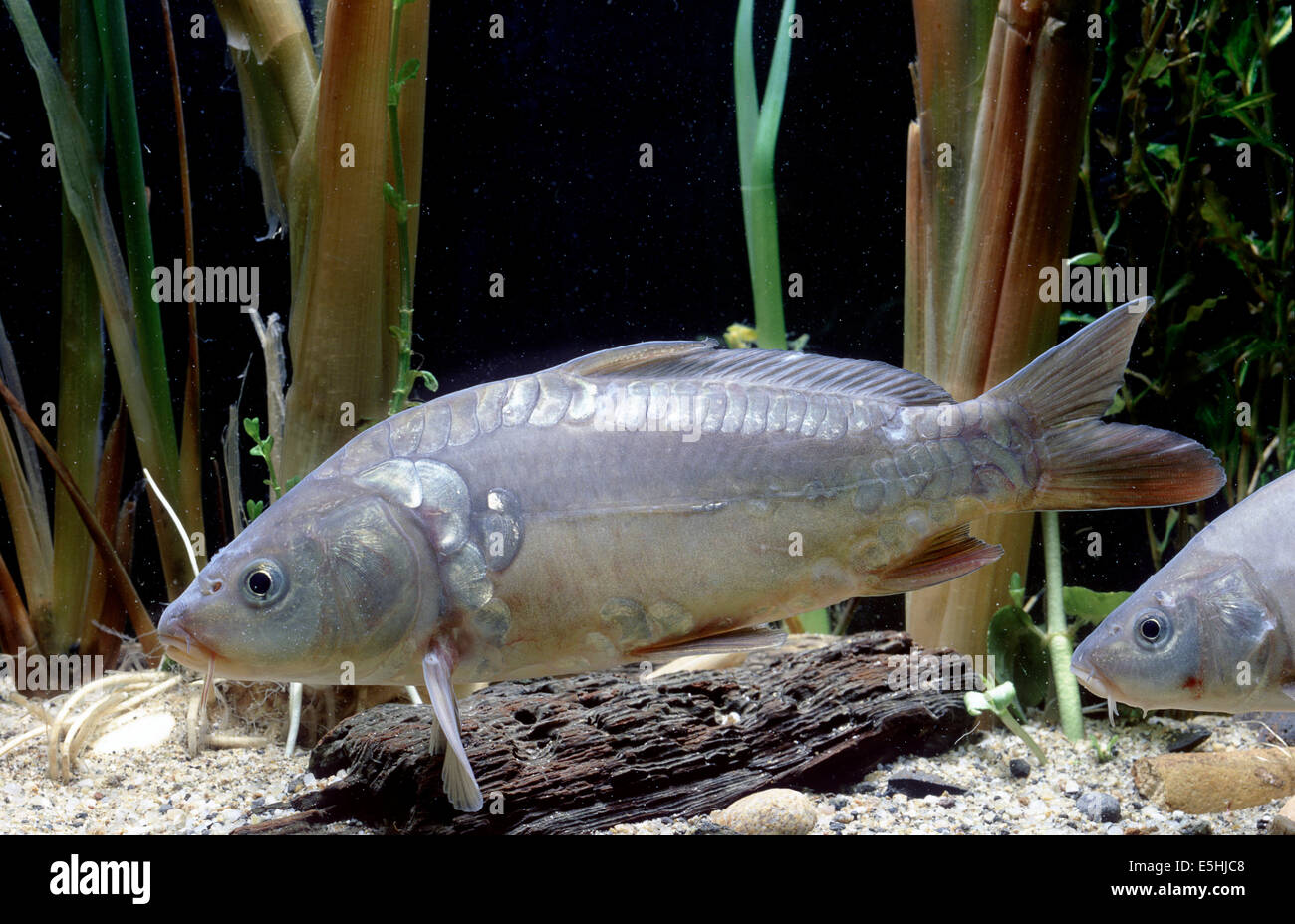 Common Carp (Cyprinus carpio carpio), captive, France Stock Photo - Alamy