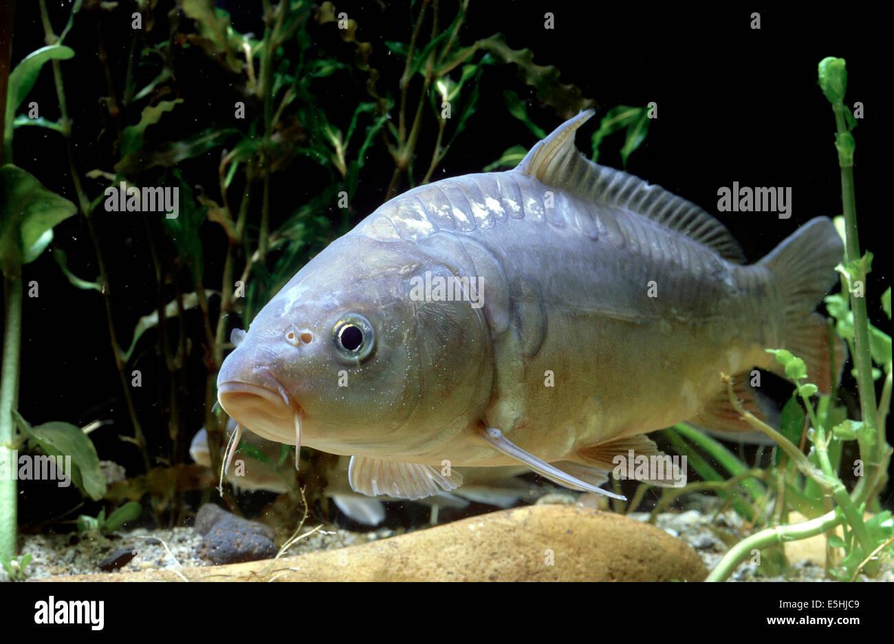 Common carp hi-res stock photography and images - Alamy