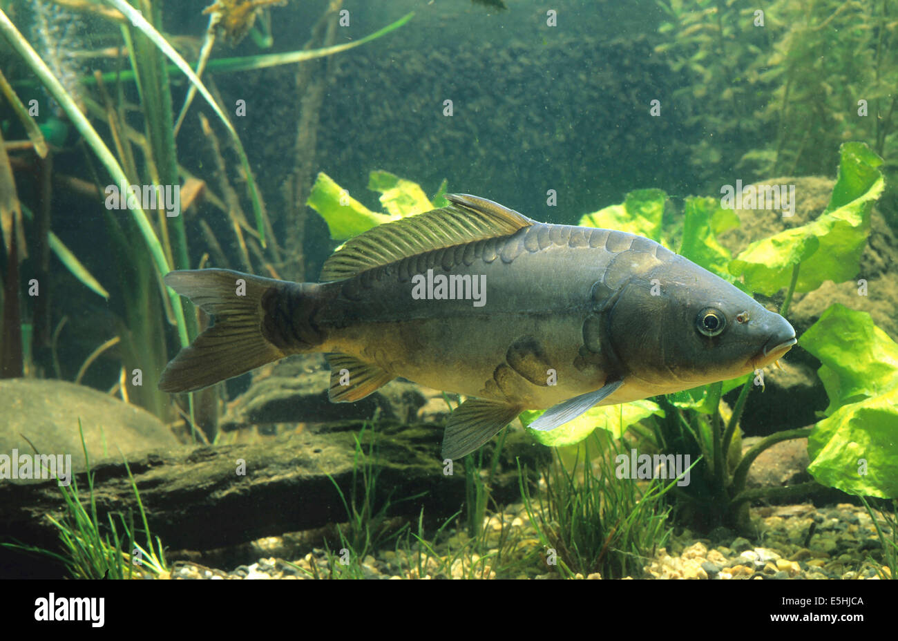 Common Carp (Cyprinus carpio carpio), captive, France Stock Photo - Alamy