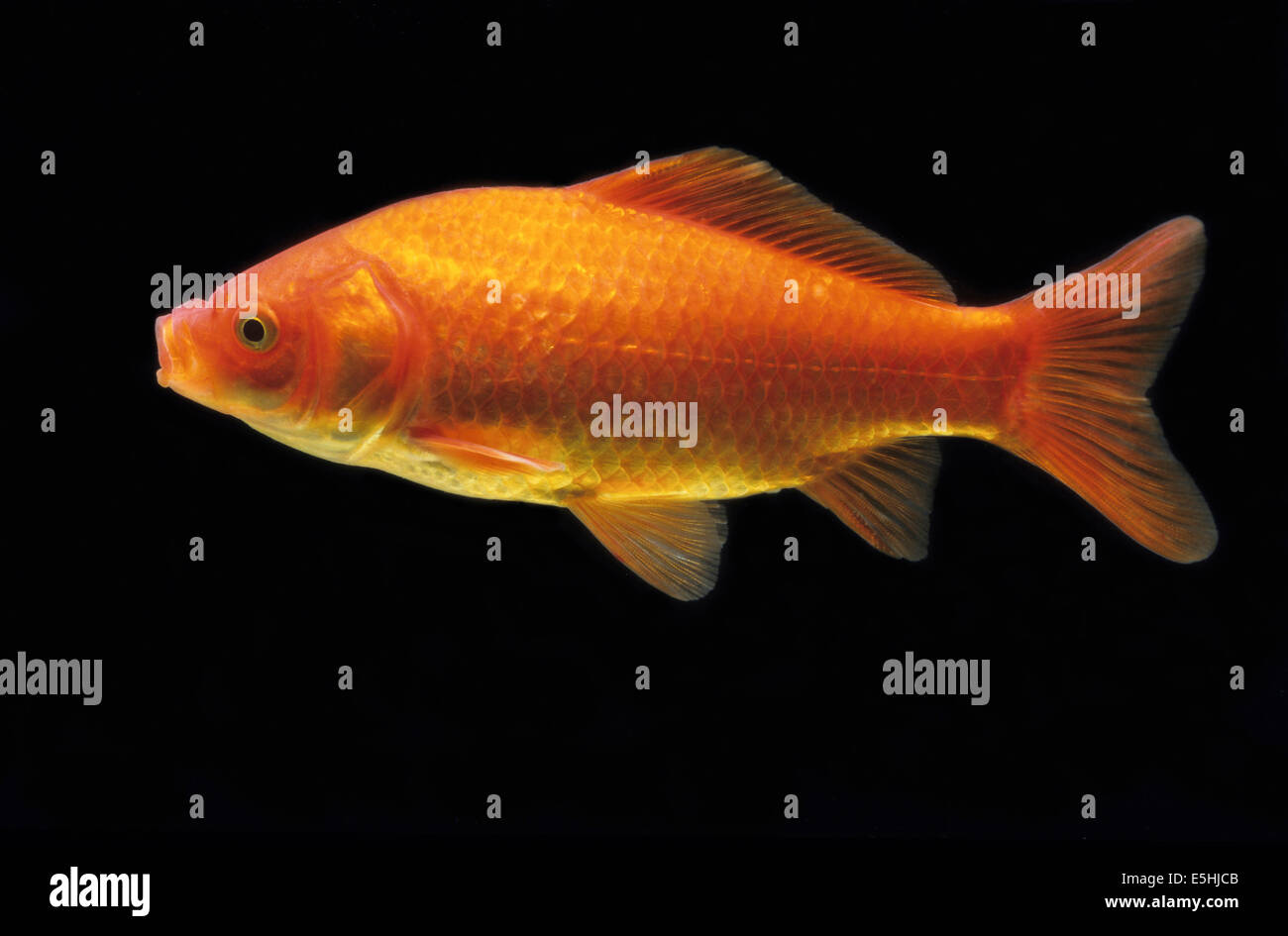 Goldfish (Carassius auratus auratus), captive, France Stock Photo - Alamy