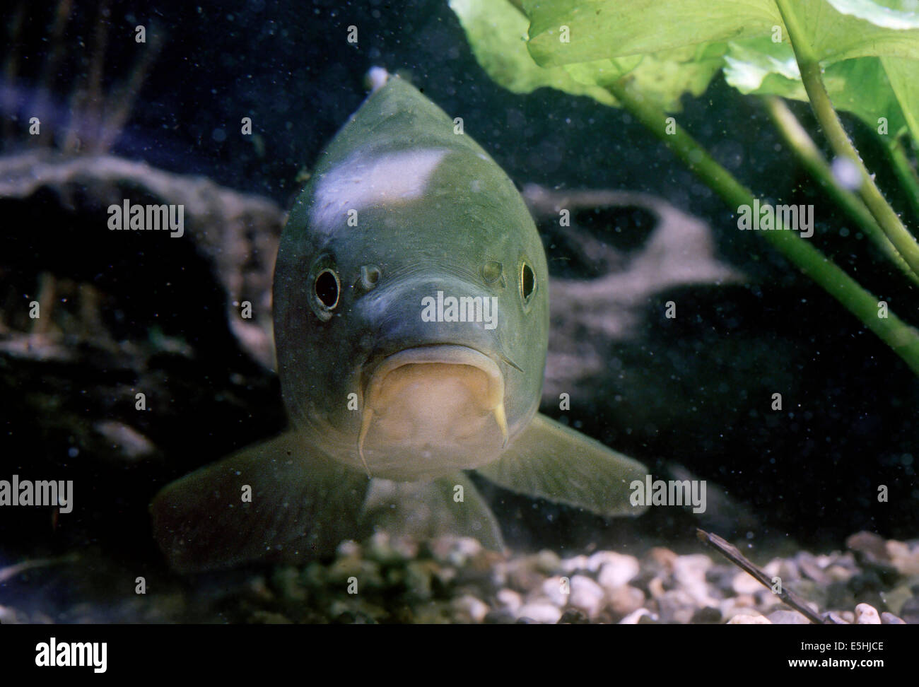 Cyprinus carpio carpio hi-res stock photography and images - Alamy
