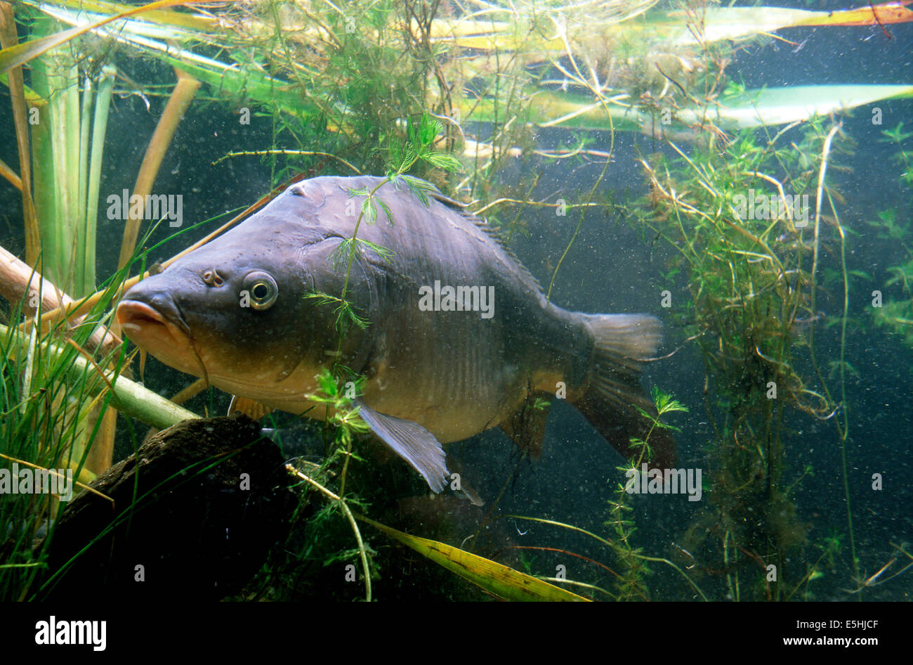 Common carp hi-res stock photography and images - Alamy