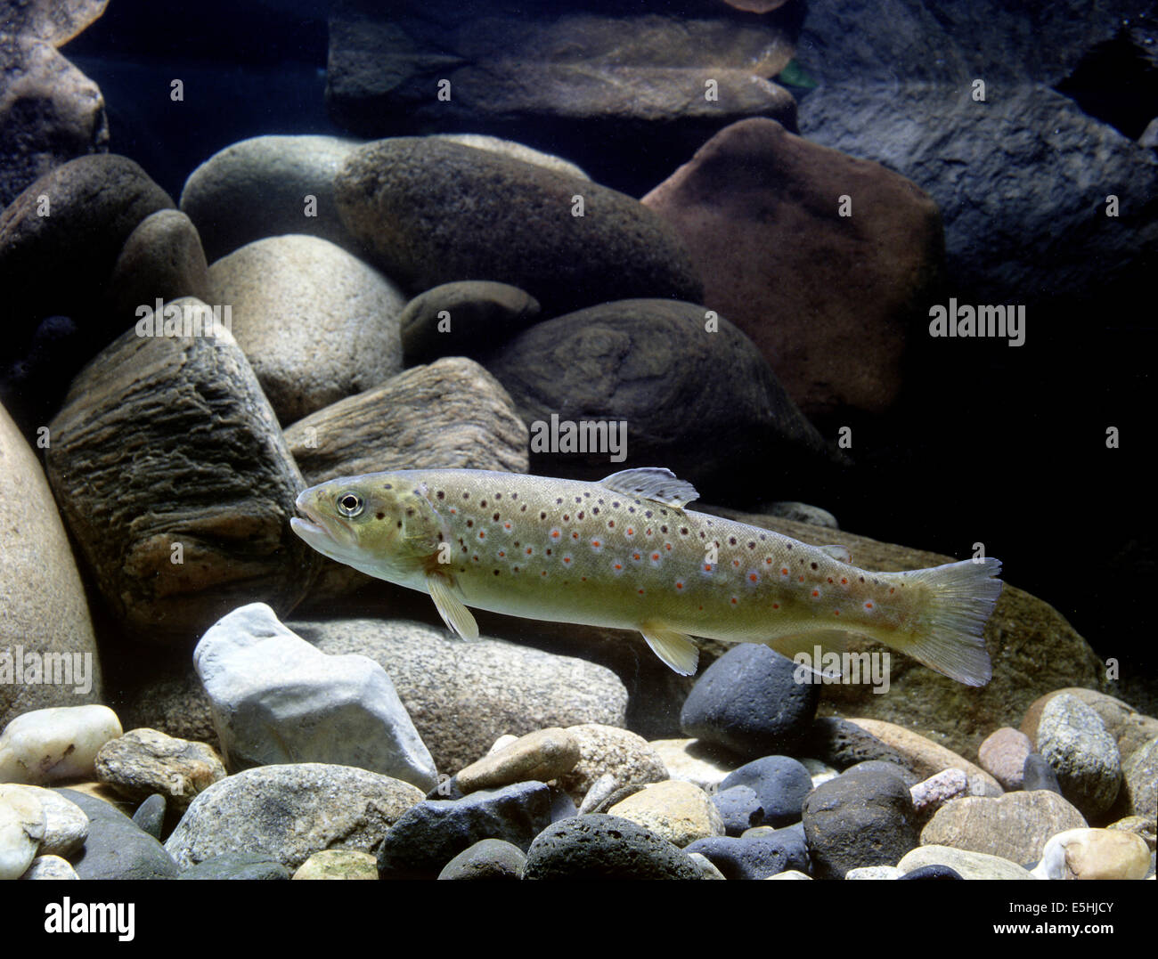 Brown trout hi-res stock photography and images - Alamy