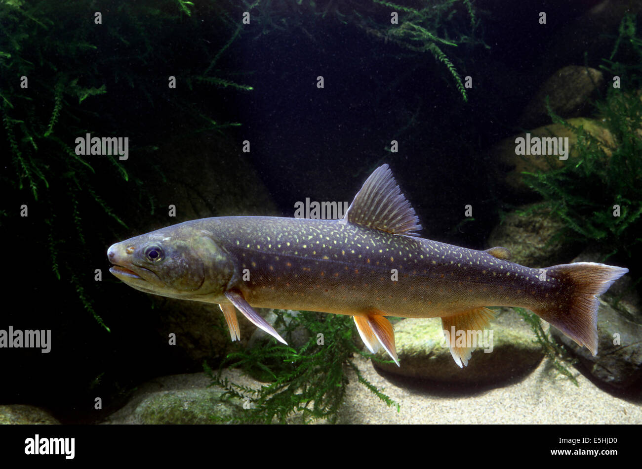 Brook Trout (Salvelinus fontinalis), captive, France Stock Photo - Alamy