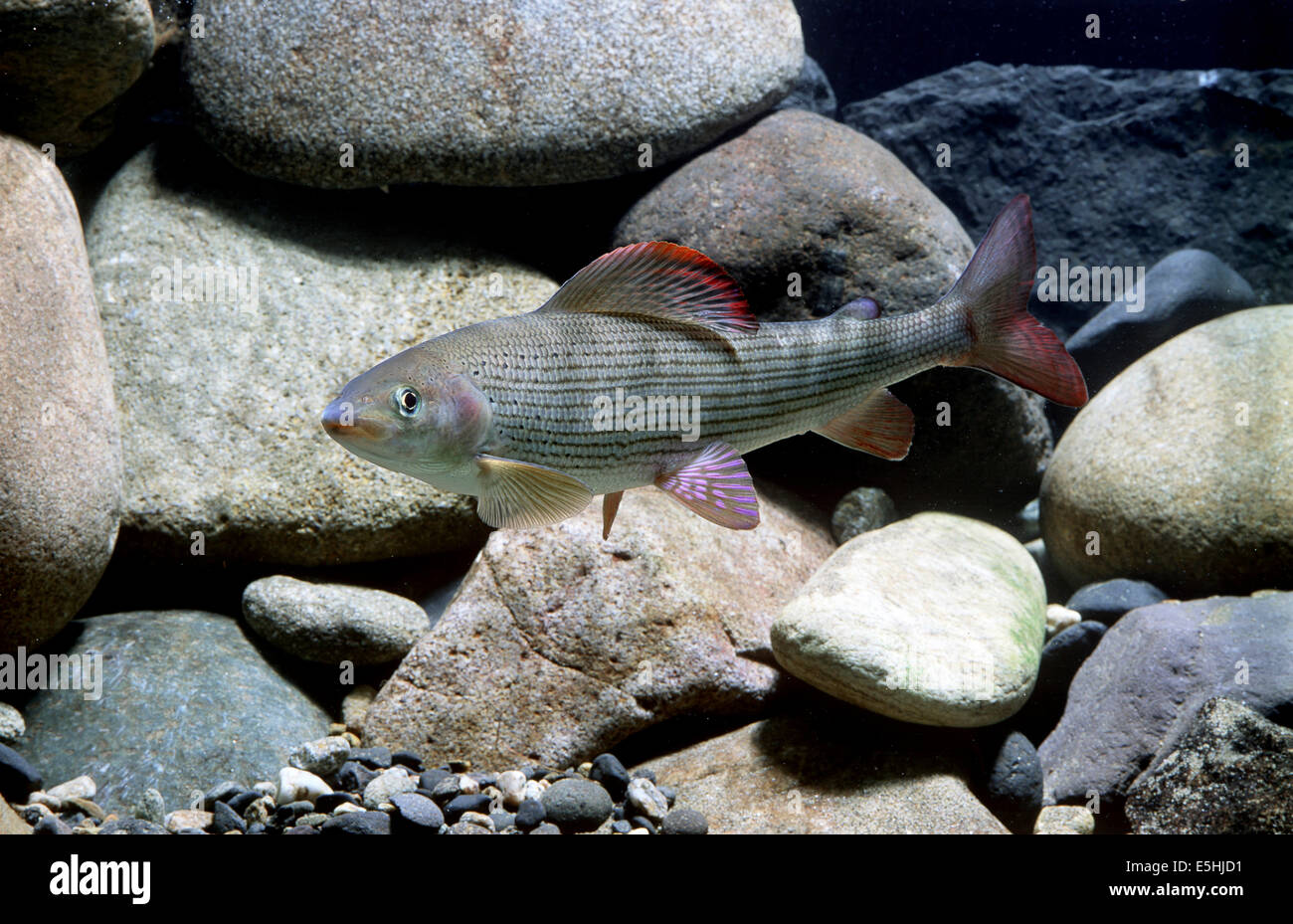 Grayling (Thymallus thymallus), captive, France Stock Photo - Alamy