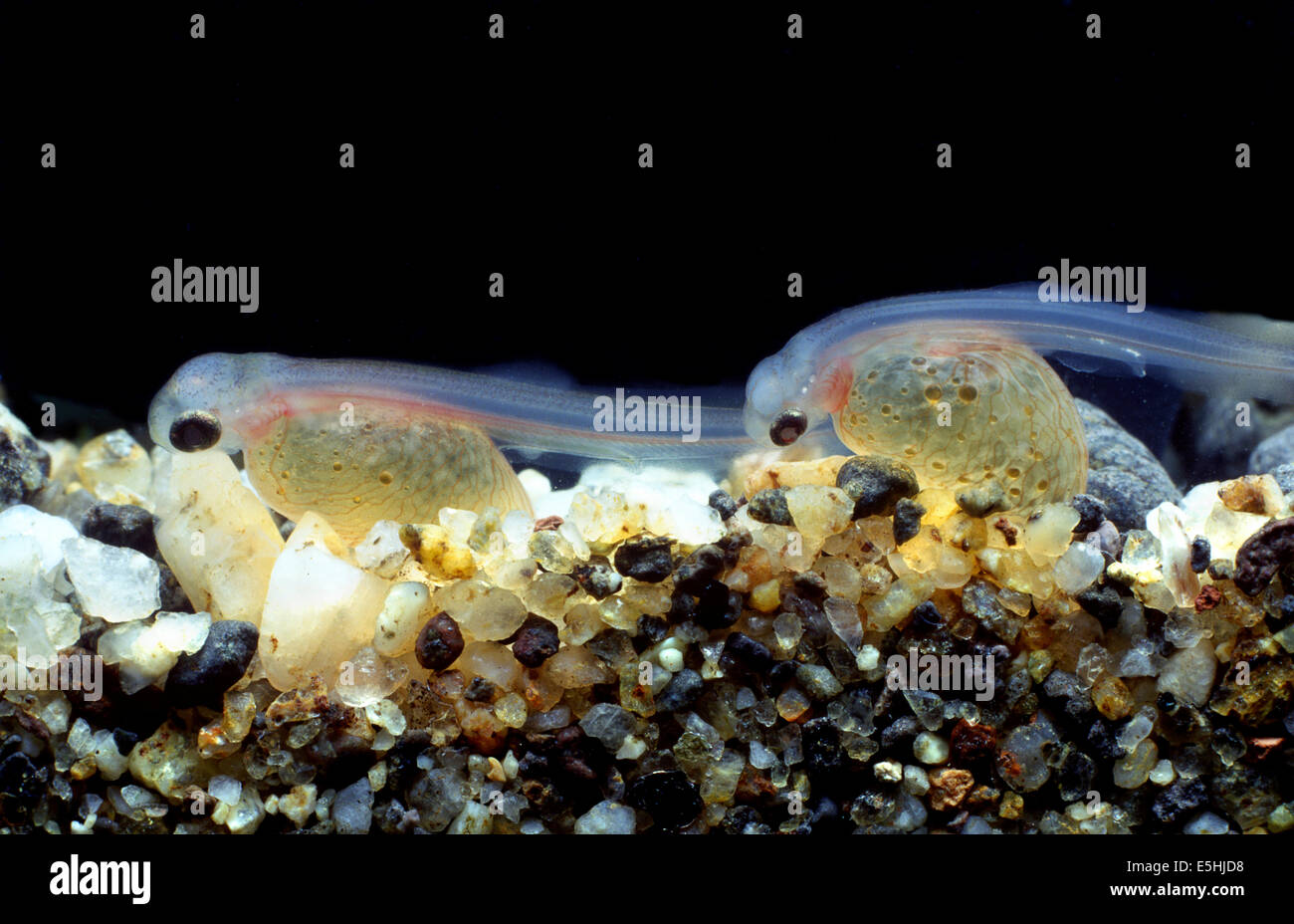 Brown Trouts (Salmo trutta fario), hatching, captive Stock Photo - Alamy