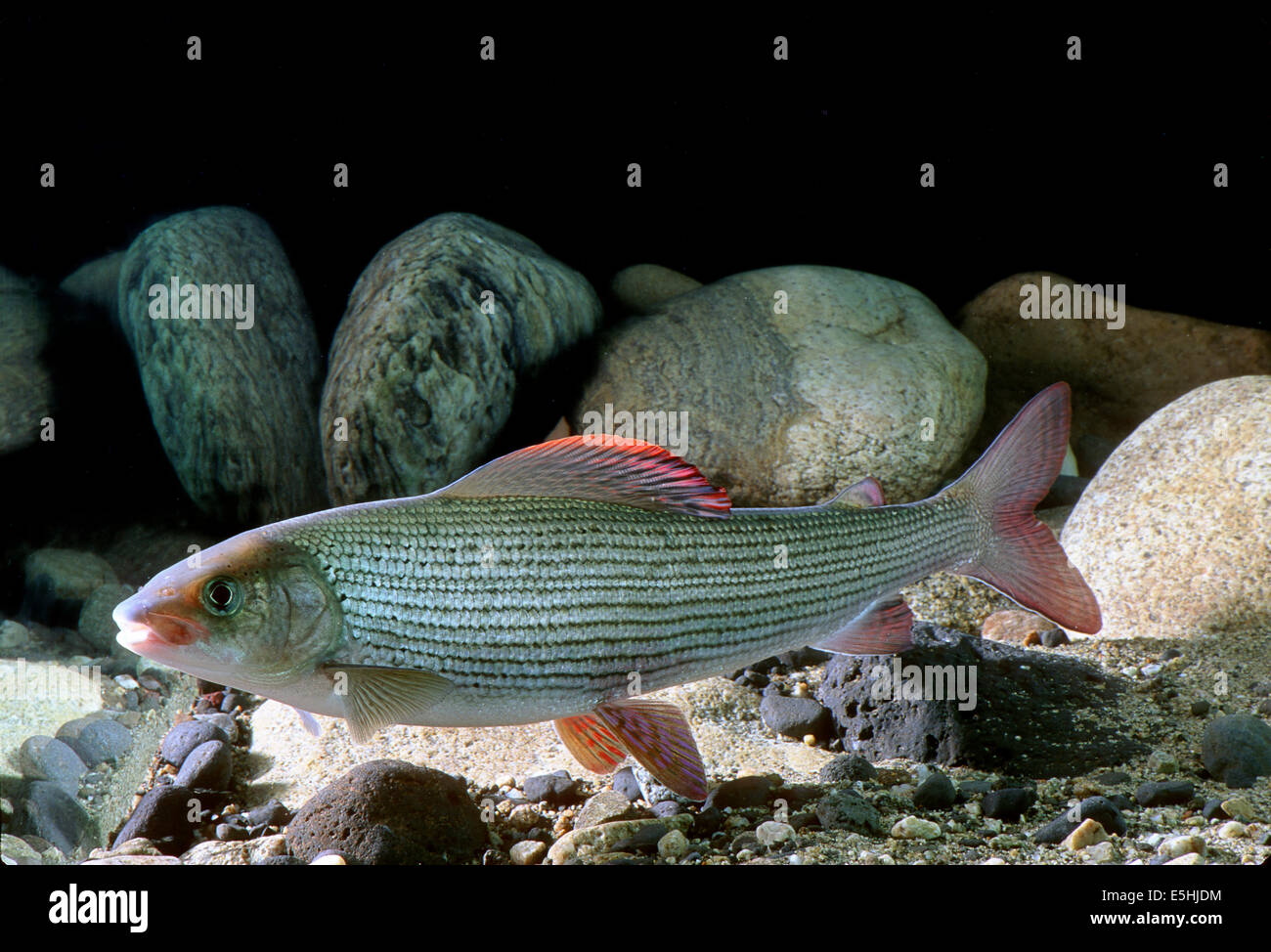 Grayling fish hi-res stock photography and images - Alamy