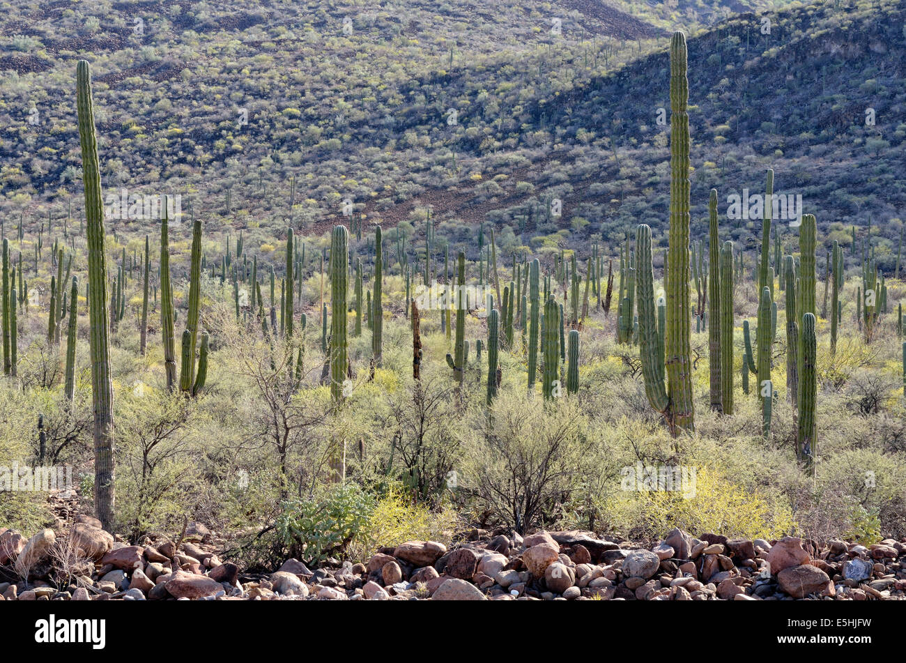 Cacti mexico hi-res stock photography and images - Alamy
